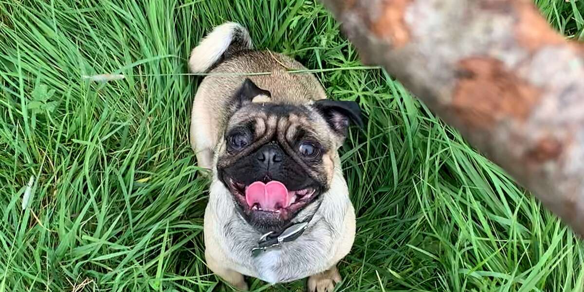 Pug Is Completely Obsessed With Enormous Sticks - Videos - The Dodo