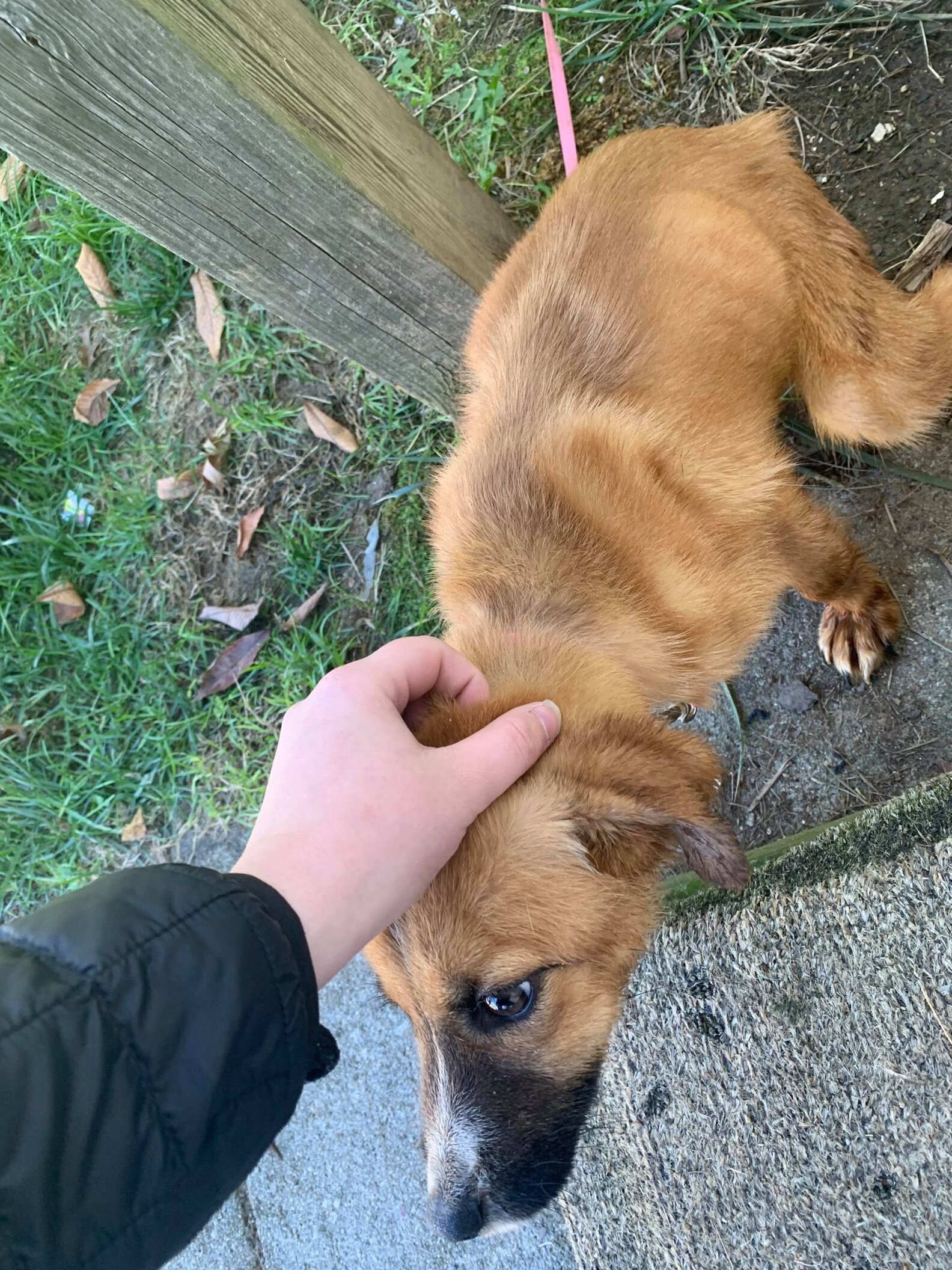 Puppy Found Tied To Post Makes A Stunning Transformation - The Dodo
