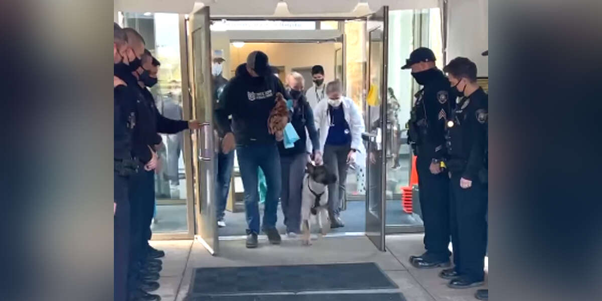 Injured K9 Officer Gets A Hero's Salute When He Leaves The Hospital ...