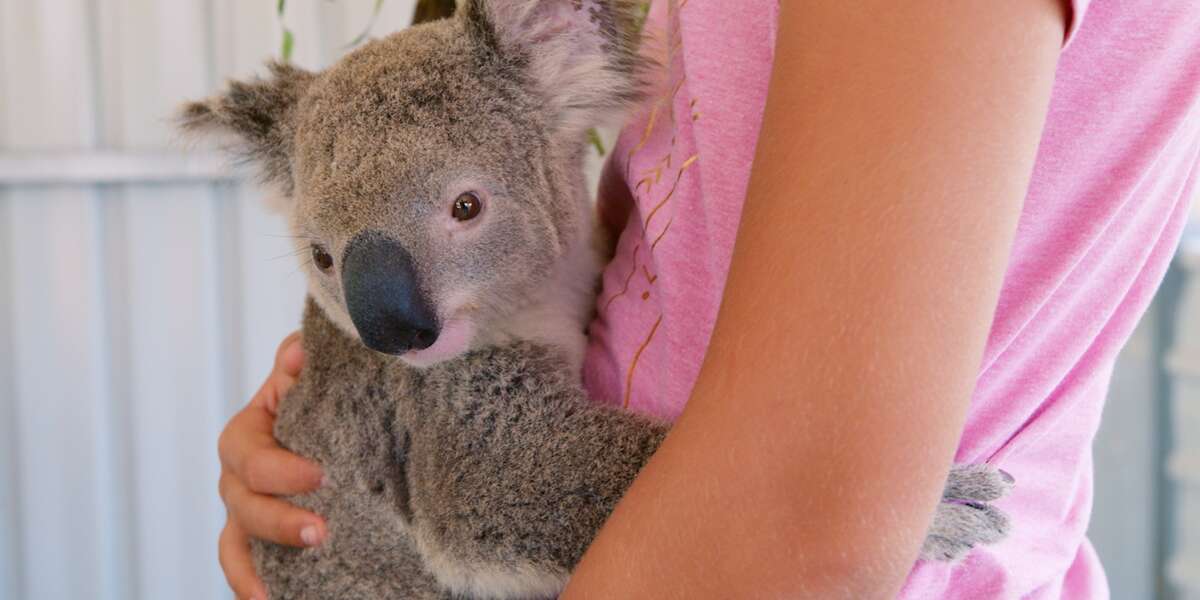 Clingy Baby Koala Who Loved Bedtime Stories Gets Rescued…Twice - Videos ...