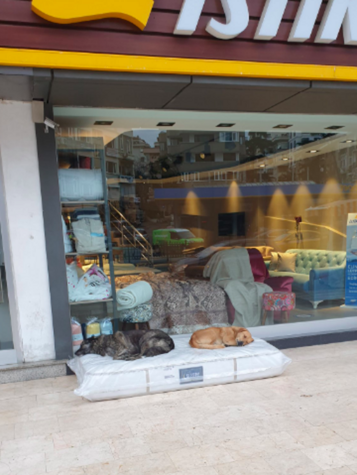 Furniture Store Makes Sure Stray Dogs Have A Cozy Place To Sleep - The Dodo