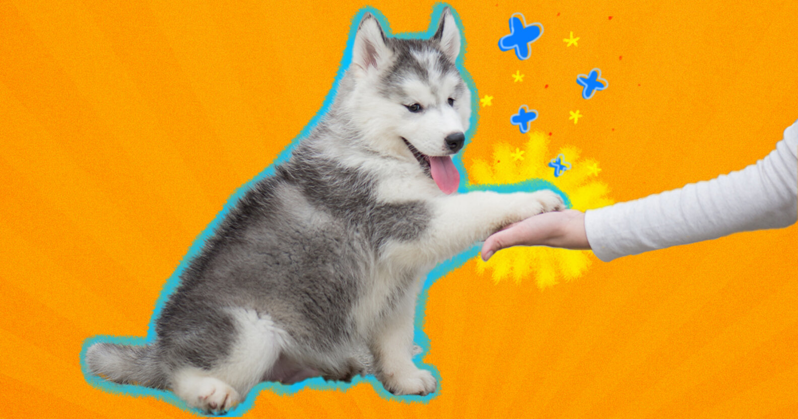 Positive Reinforcement Dog Training: How It Works - DodoWell - The Dodo