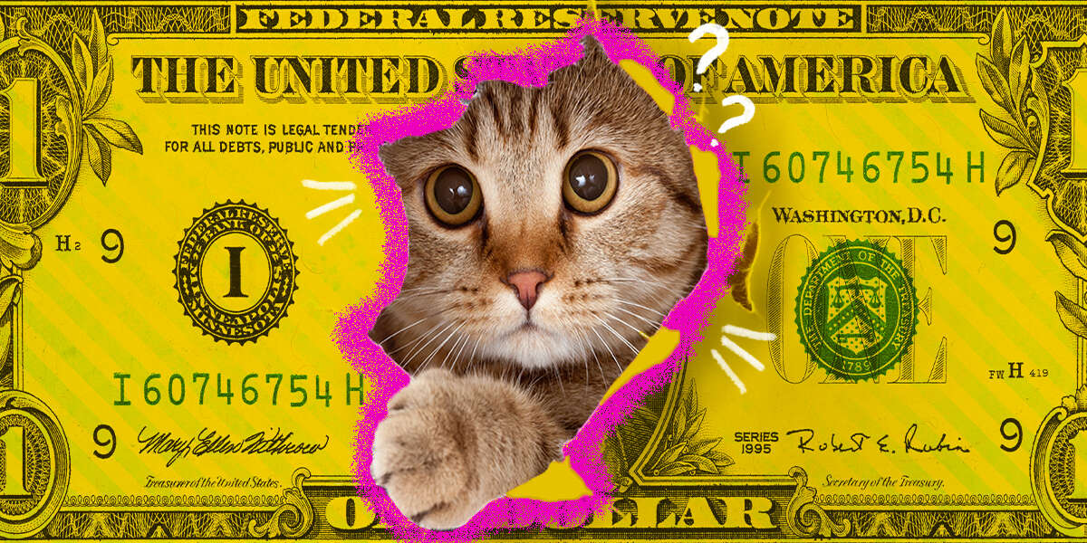How Much Does It Cost To Adopt A Cat? - DodoWell - The Dodo