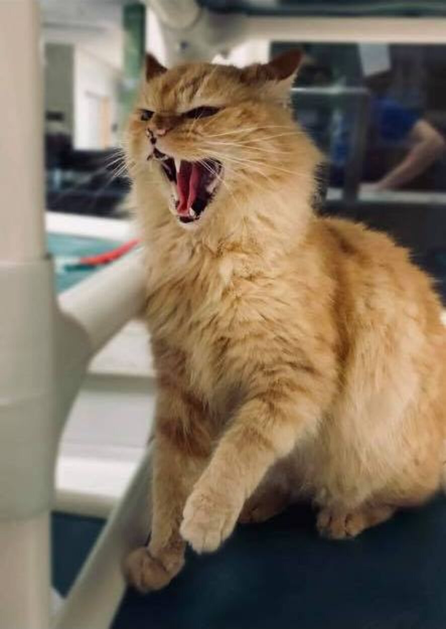Shelter Posts A Very Honest Description Of 'Crabby Old' Rescue Cat ...
