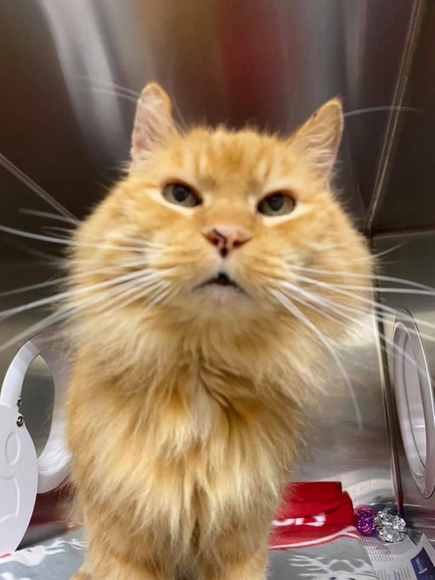 Shelter Posts A Very Honest Description Of 'Crabby Old' Rescue Cat ...