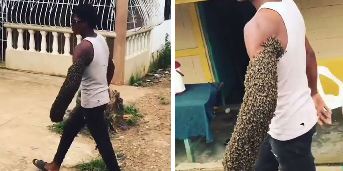 Guy Spotted Walking Down The Street With His Arm Covered In Bees - The Dodo