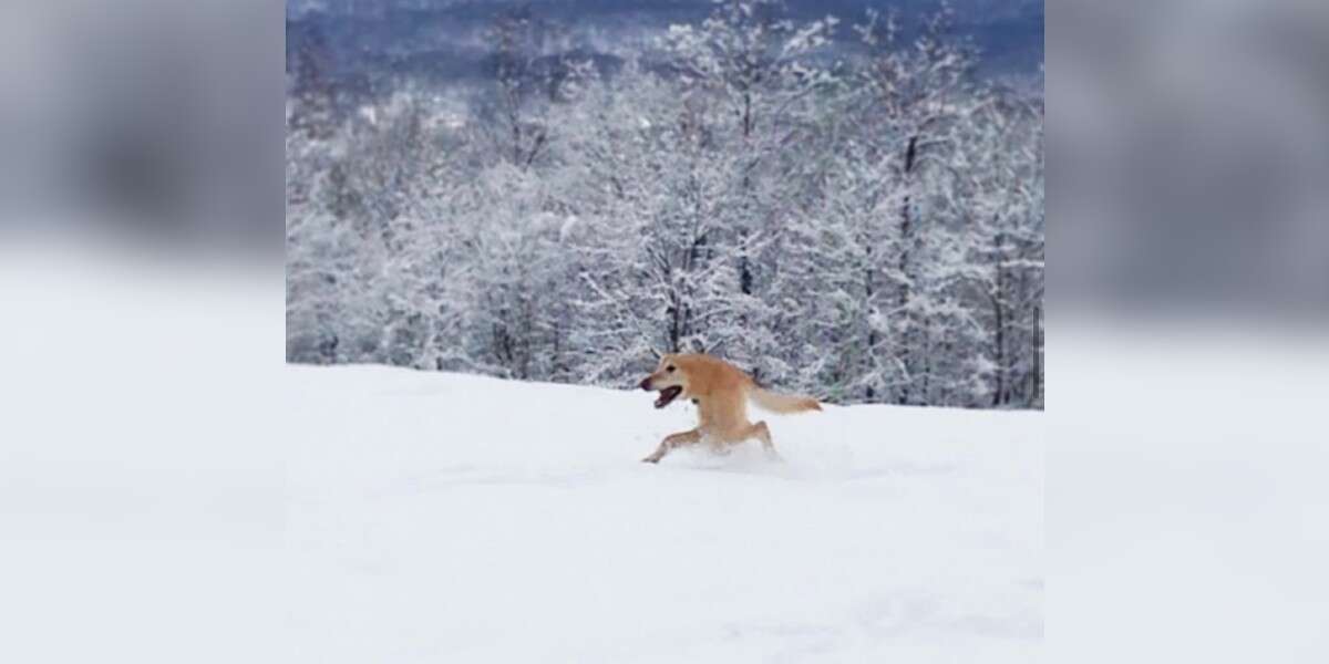 Funny Dogs In Snow