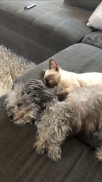 Boy Starts Crying When He Sees His Lost Cat - The Dodo