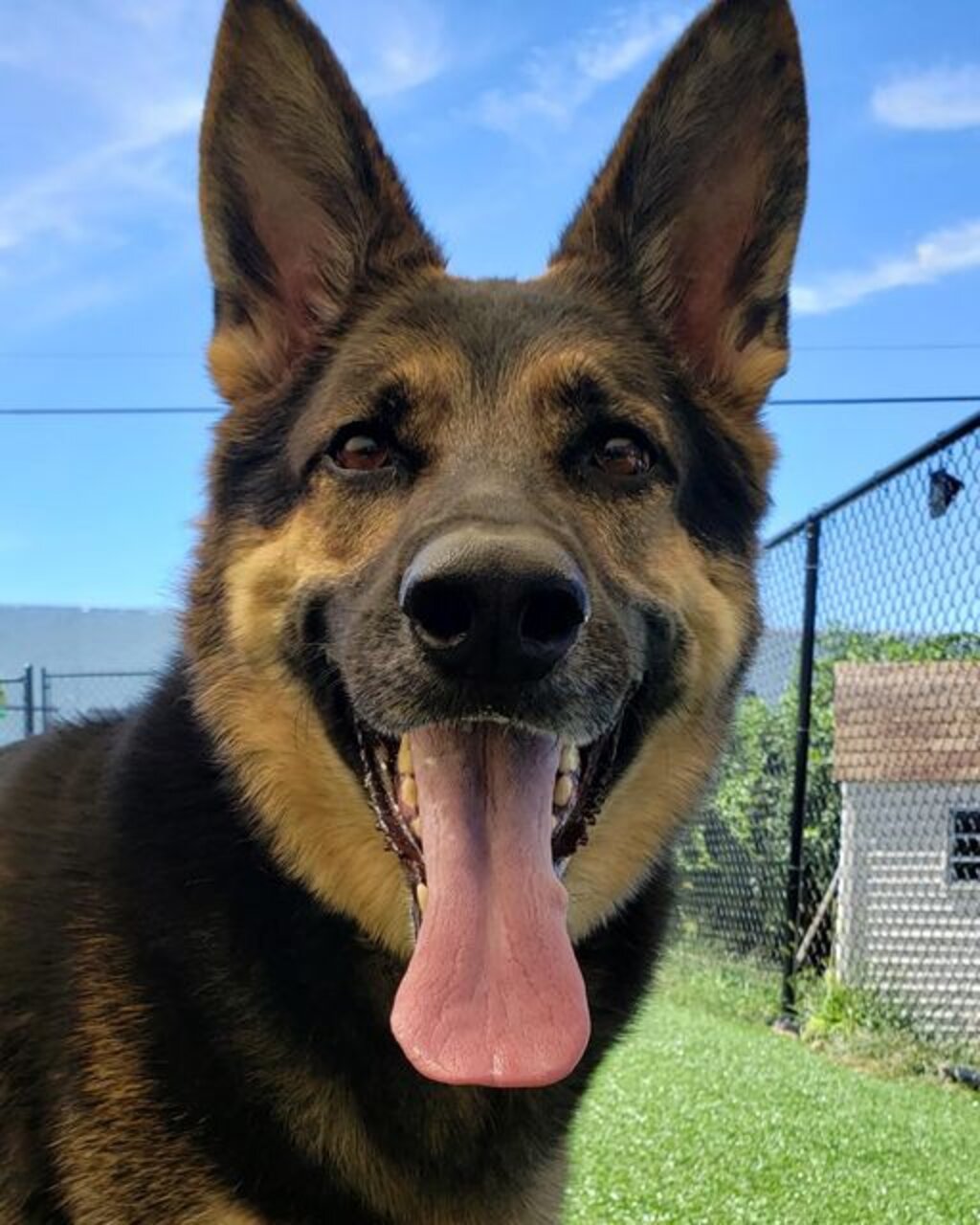 Shelter Dog Saves The Life Of The Guy Who Rescued Her - The Dodo
