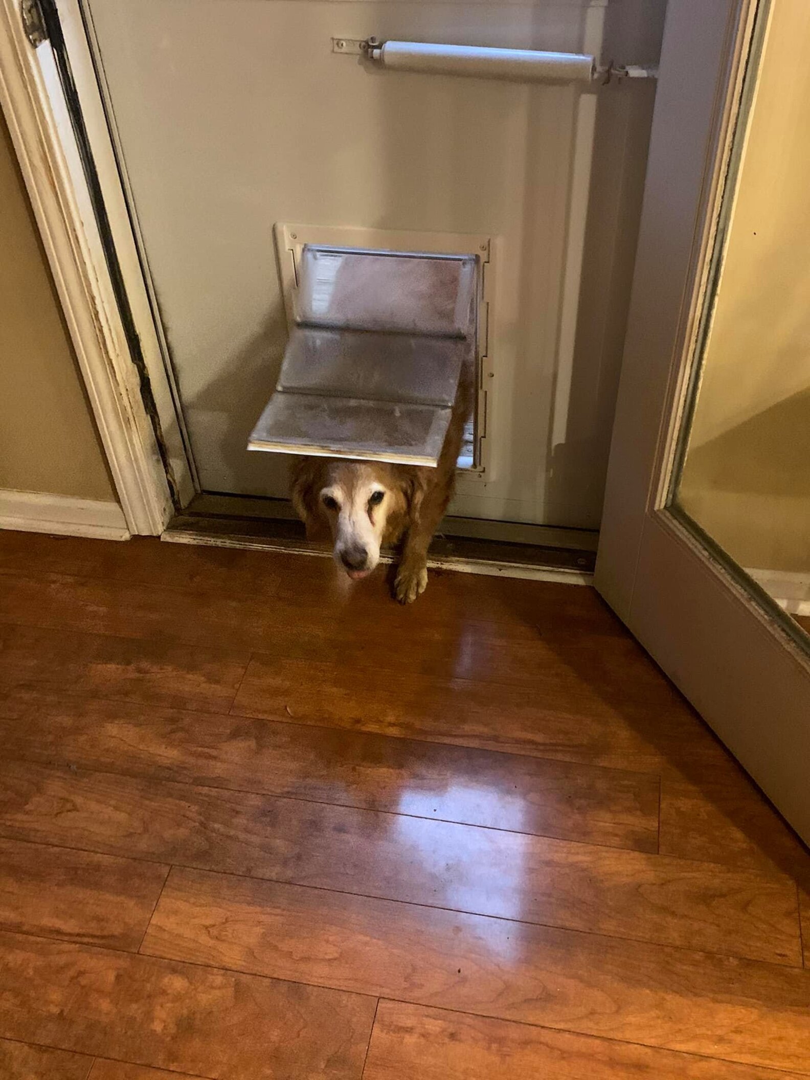 Dog Sits Outside Dog Door Pretending To Go To Bathroom - The Dodo
