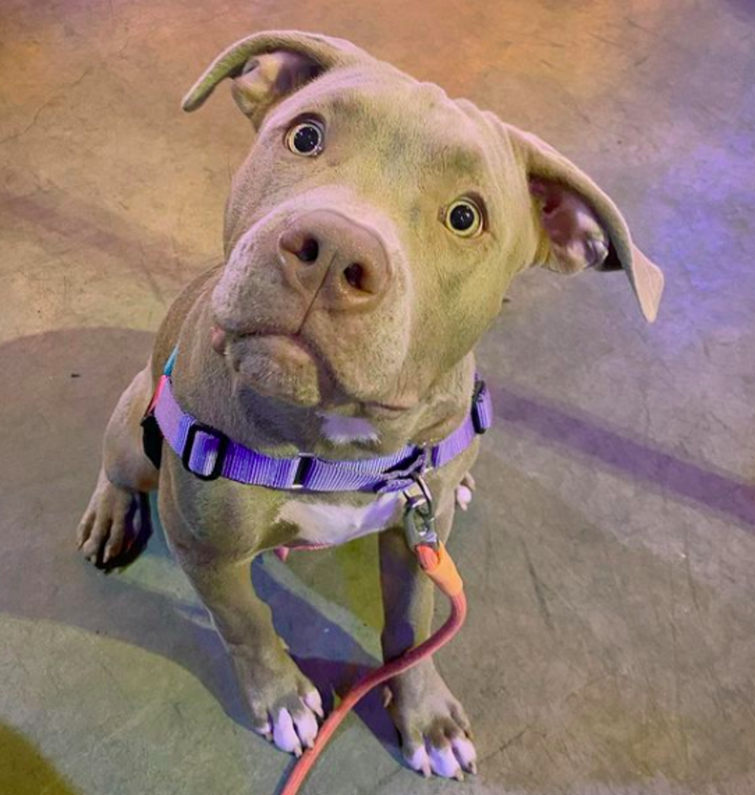 Pittie Sneaks The Cutest Nap With His Sister After A Day At The Beach ...