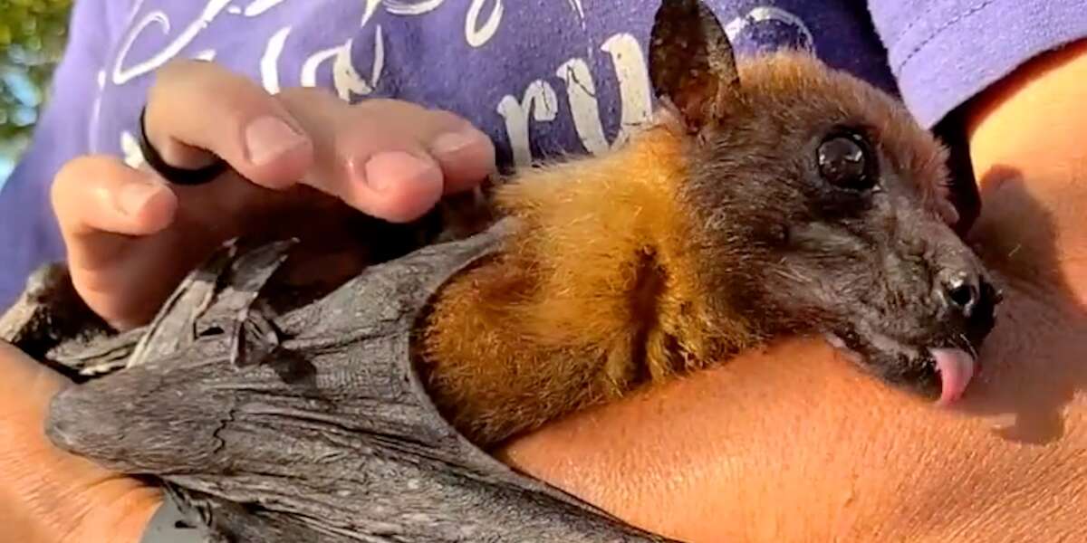 33-Year-Old Bat Loves To Go On His Morning 'Flights' - Videos - The Dodo