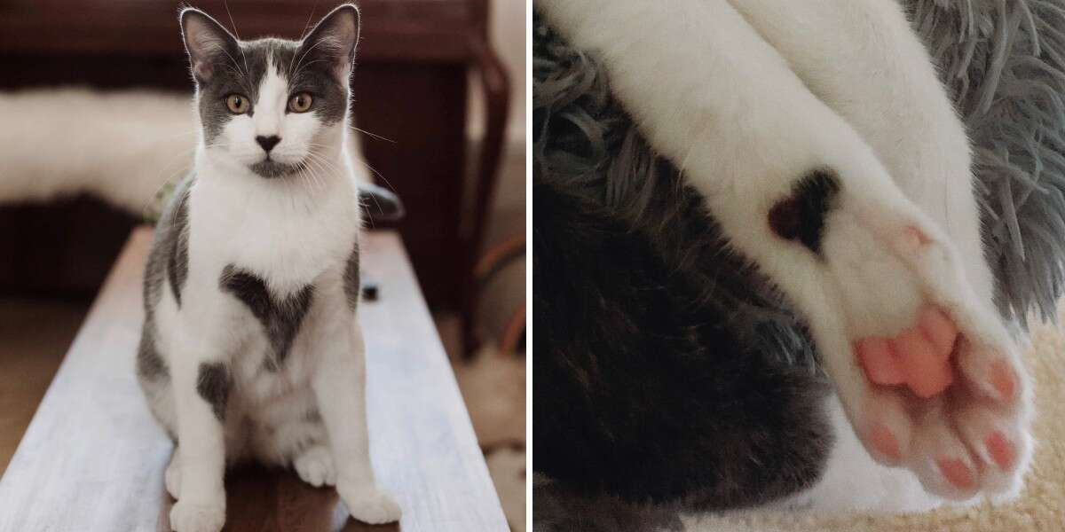 Woman Adopts Shelter Cat And Discovers He's Totally Covered In Hearts ...
