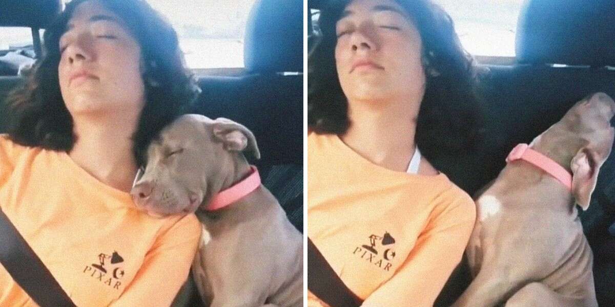 Pittie Sneaks The Cutest Nap With His Sister After A Day At The Beach ...