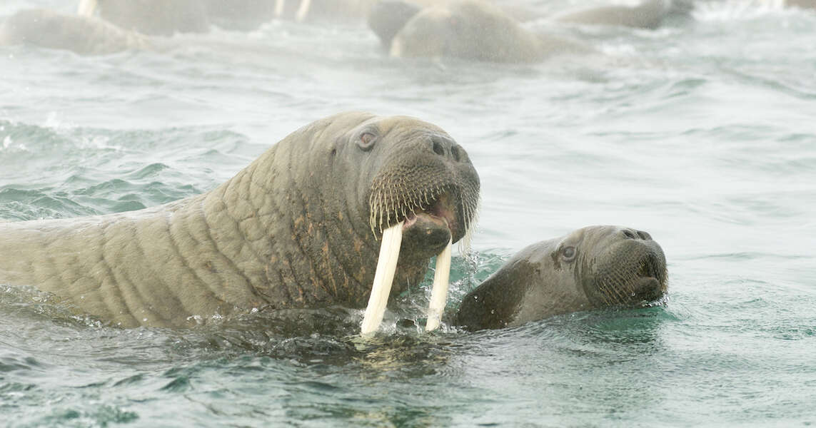 Best Discovery+ Nature Documentaries: What to Stream Right Now - Thrillist