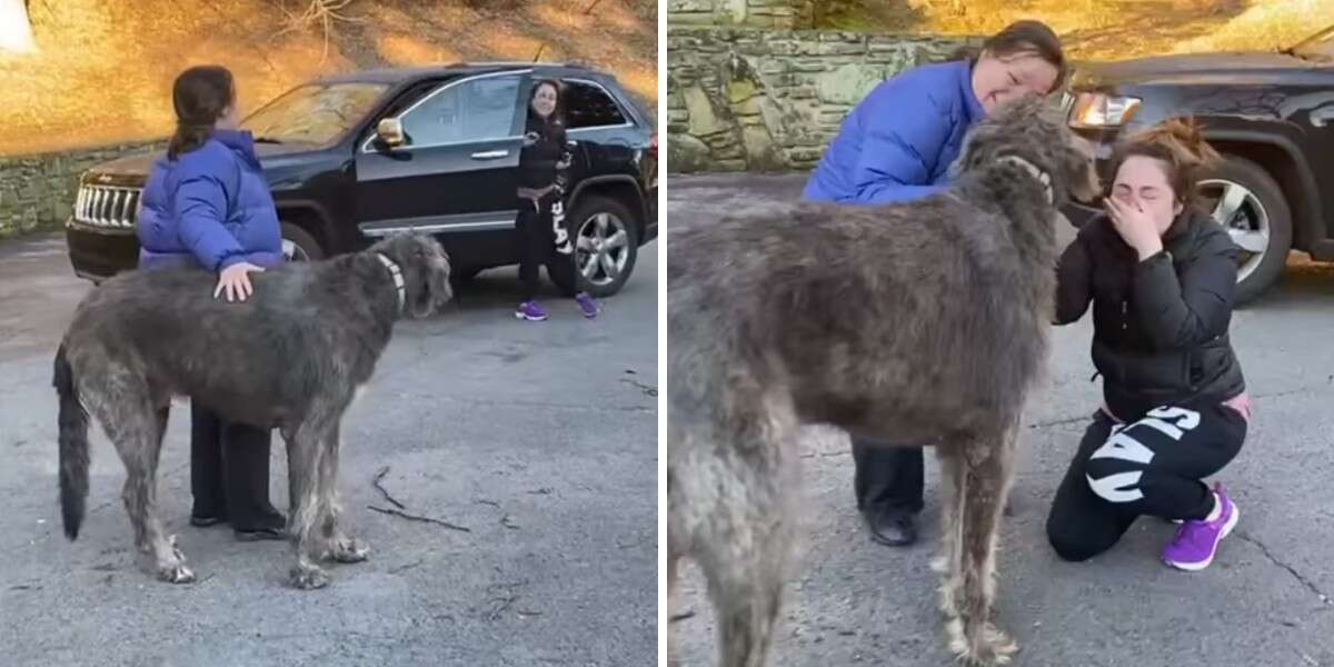 Girl Can't Stop Crying When She's Reunited With Her Lost Dog - The Dodo