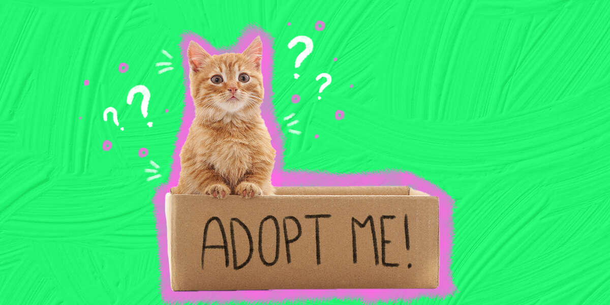 What Is A Rescue Cat? - DodoWell - The Dodo