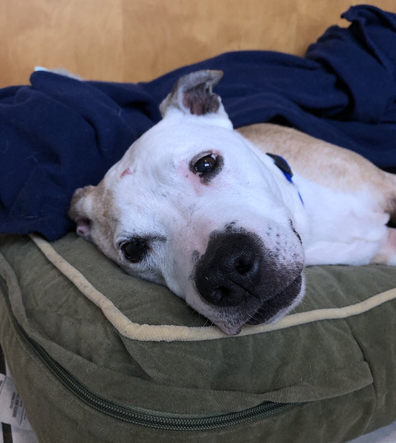 16-Year-Old Shelter Dog Can't Stop Smiling The Entire Drive Home - The Dodo