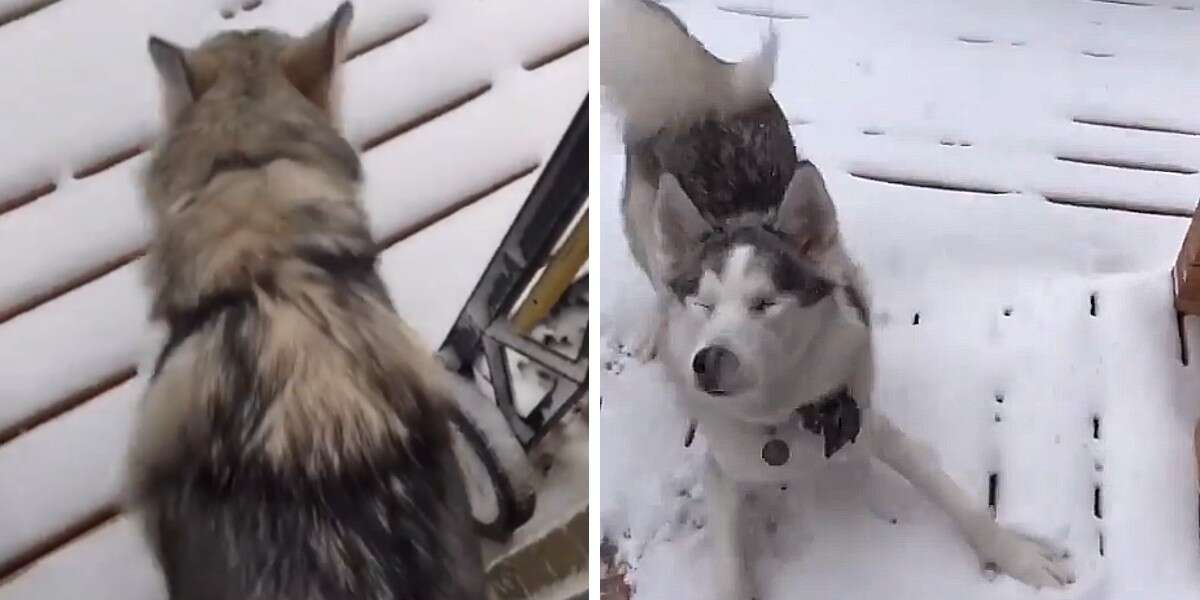 Blind Dog Gets So Excited The Second She Senses Snow - The Dodo