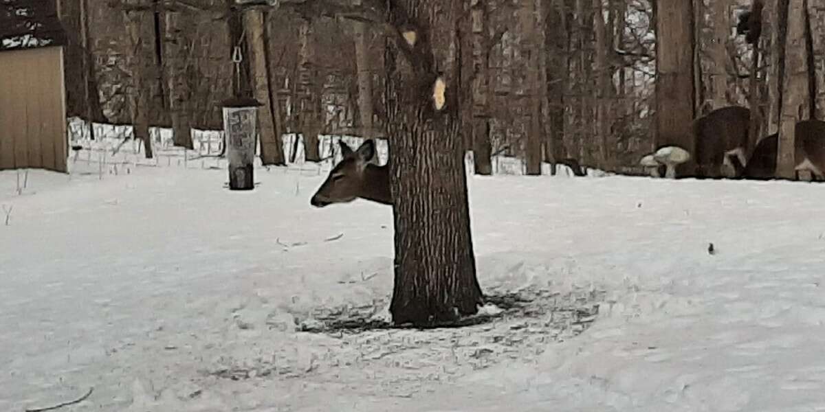 Nobody Can Figure Out How This Deer Fits Behind This Tree - The Dodo