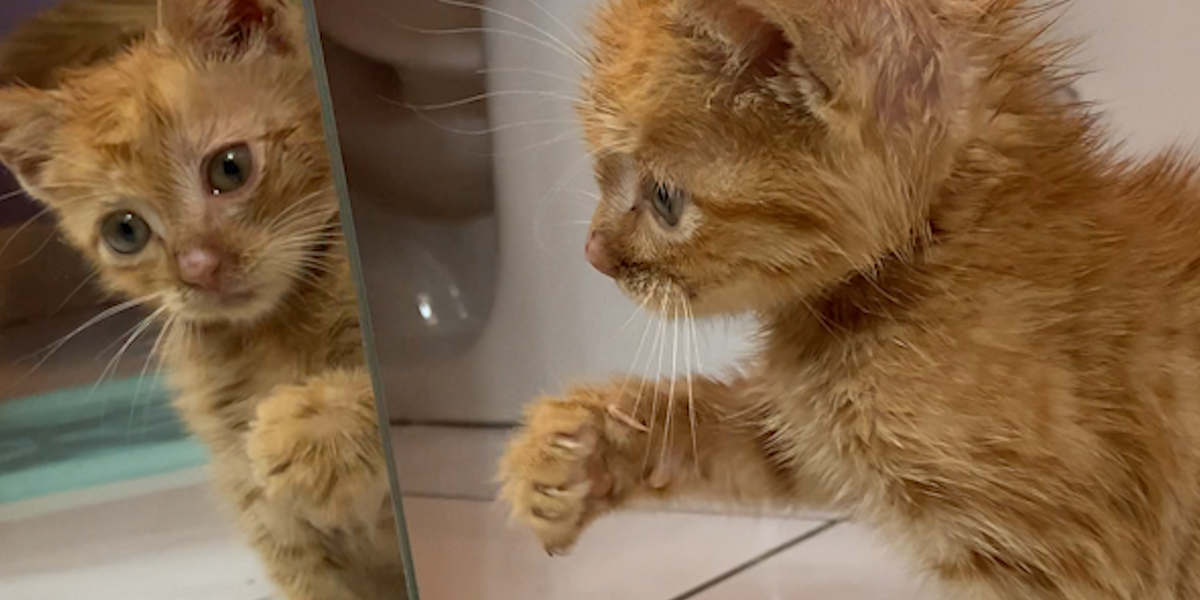 Tiny, Shaking Kitten Decides To Learn How To Run - Videos - The Dodo