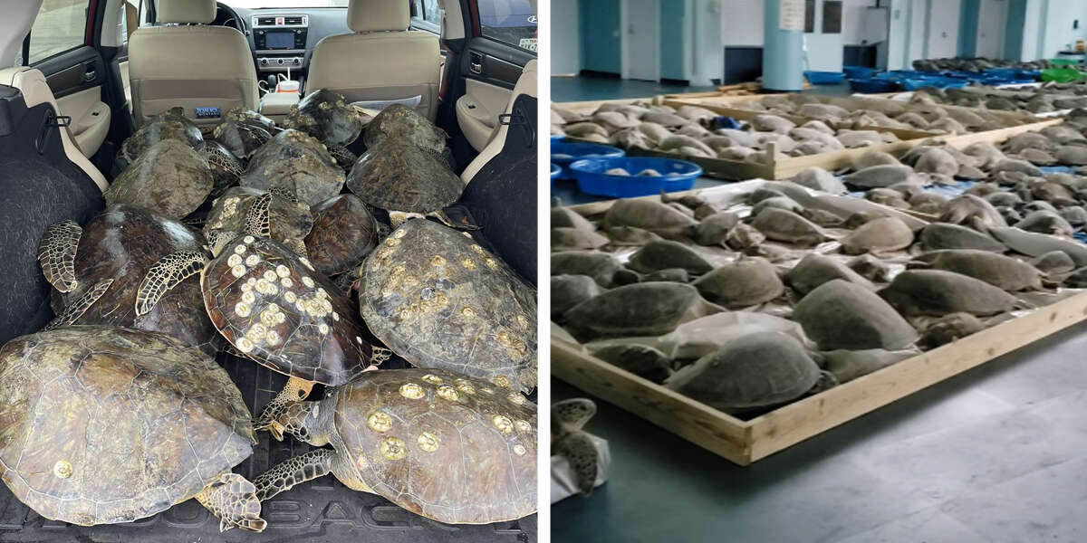 People Are Filling Their Cars With Sea Turtles To Save Them From Storm ...