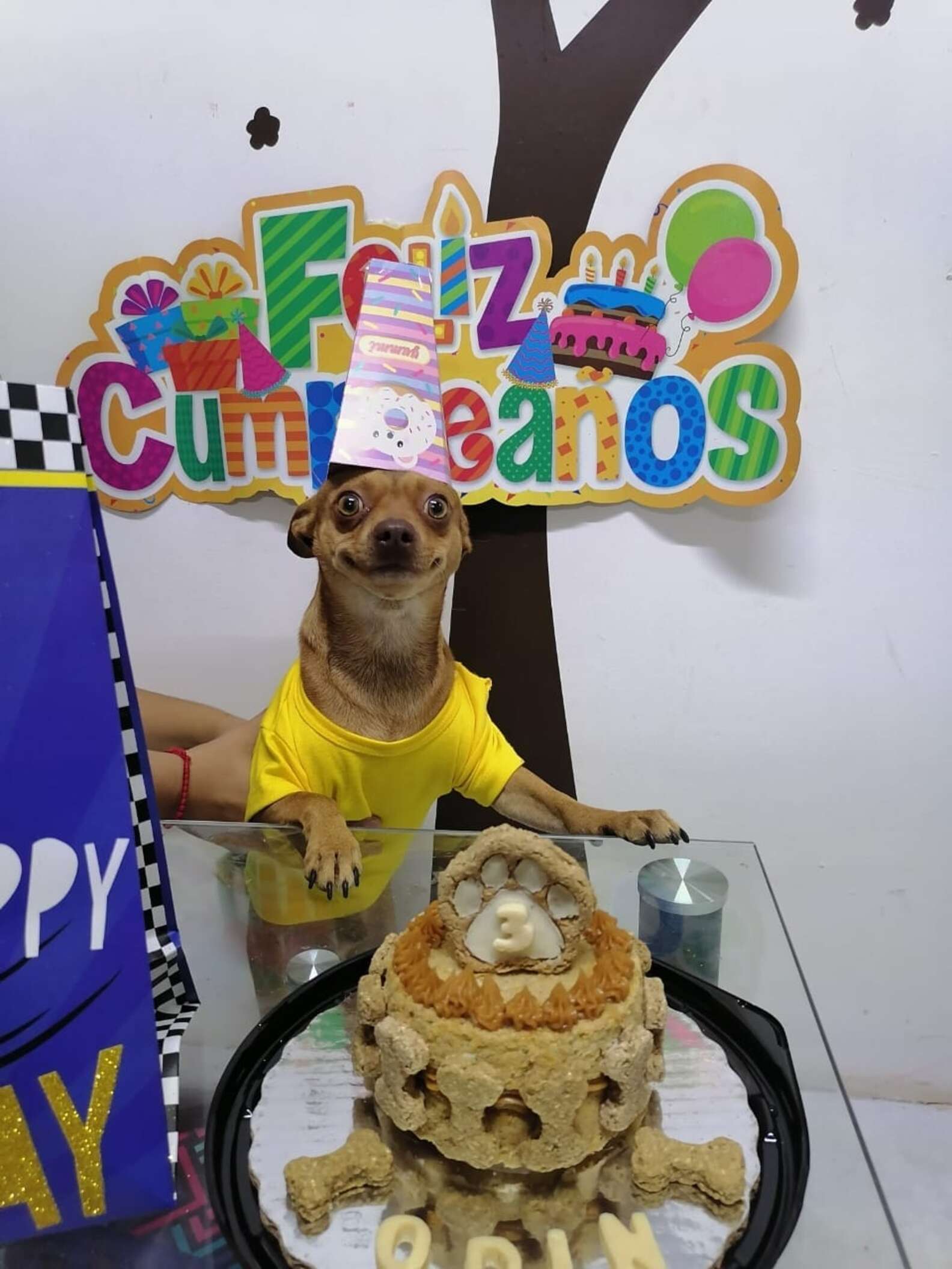 Little Dog Is So Happy That People Remembered His Birthday - The Dodo
