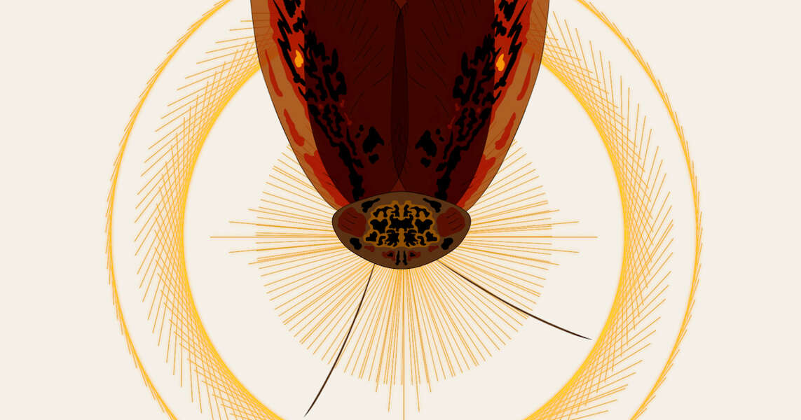 How the Cockroach from 'Saint Maud' Was Trained For the Role - Thrillist