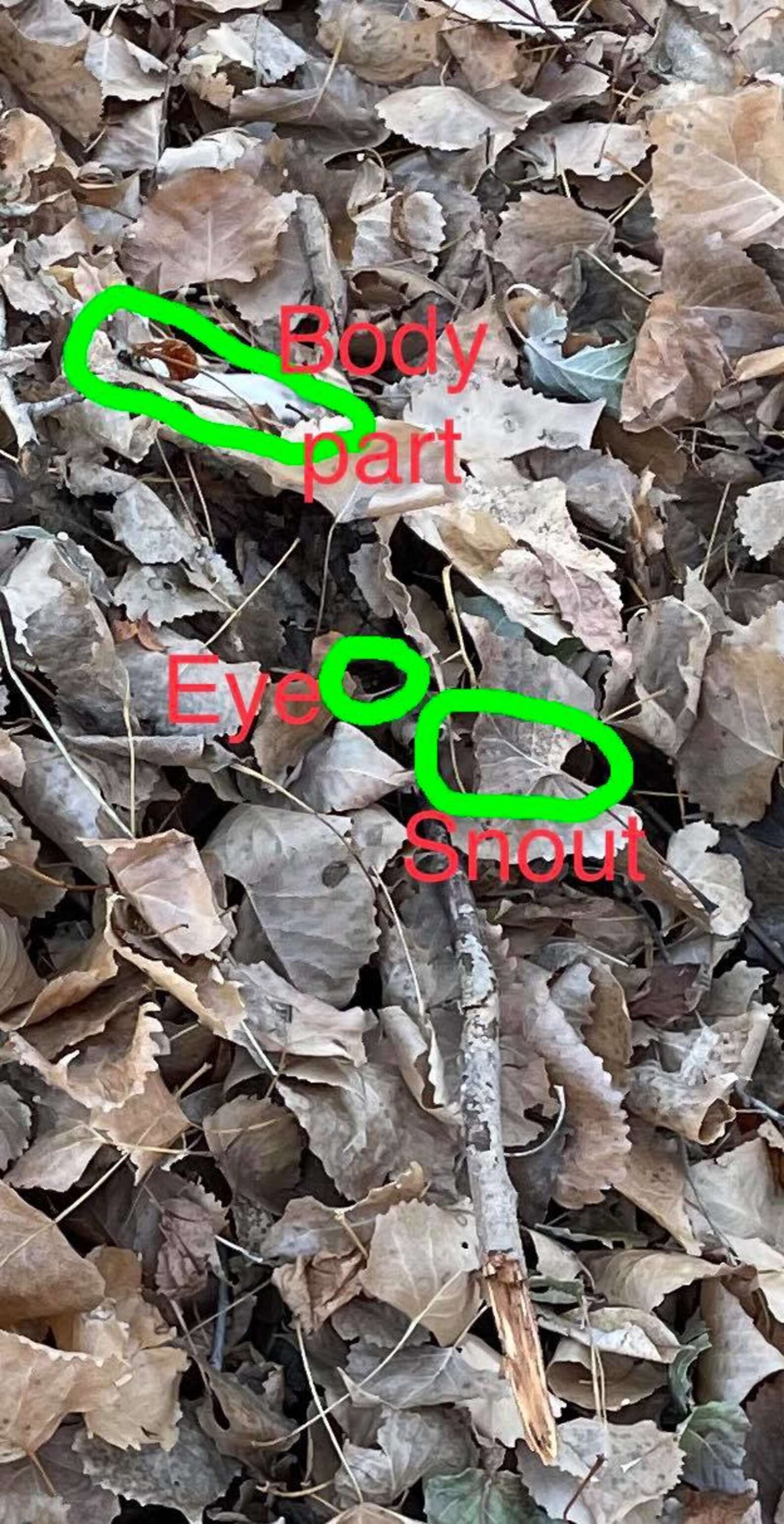 Can You Spot The Animals Hidden In These Photos? - The Dodo