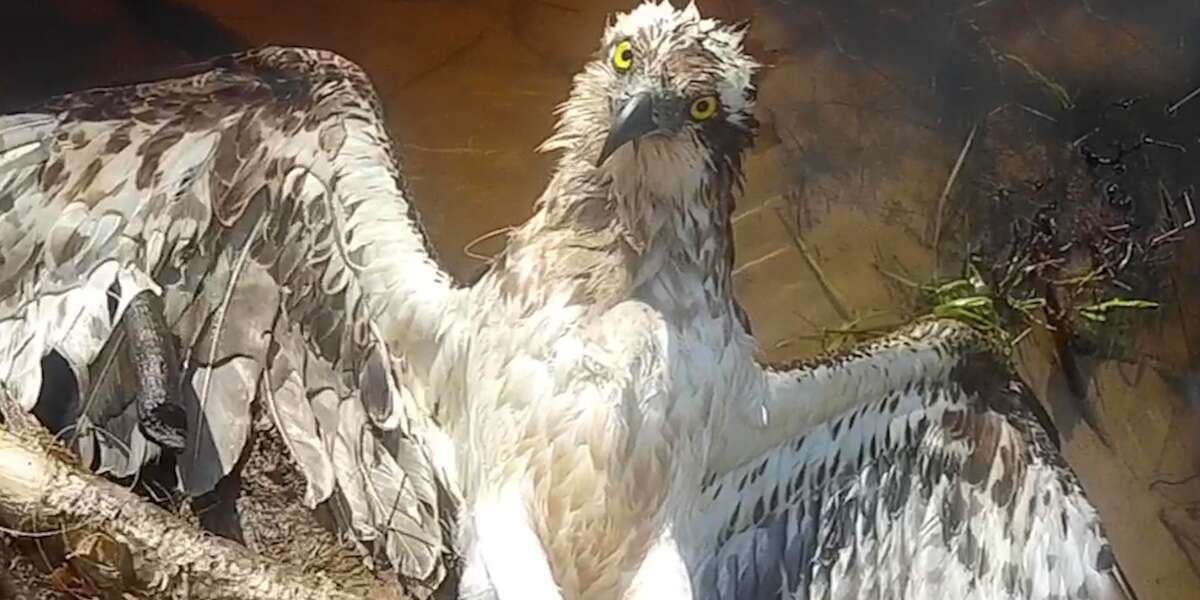 Brave Hawk Waits While Someone Sets Him Free - Videos - The Dodo
