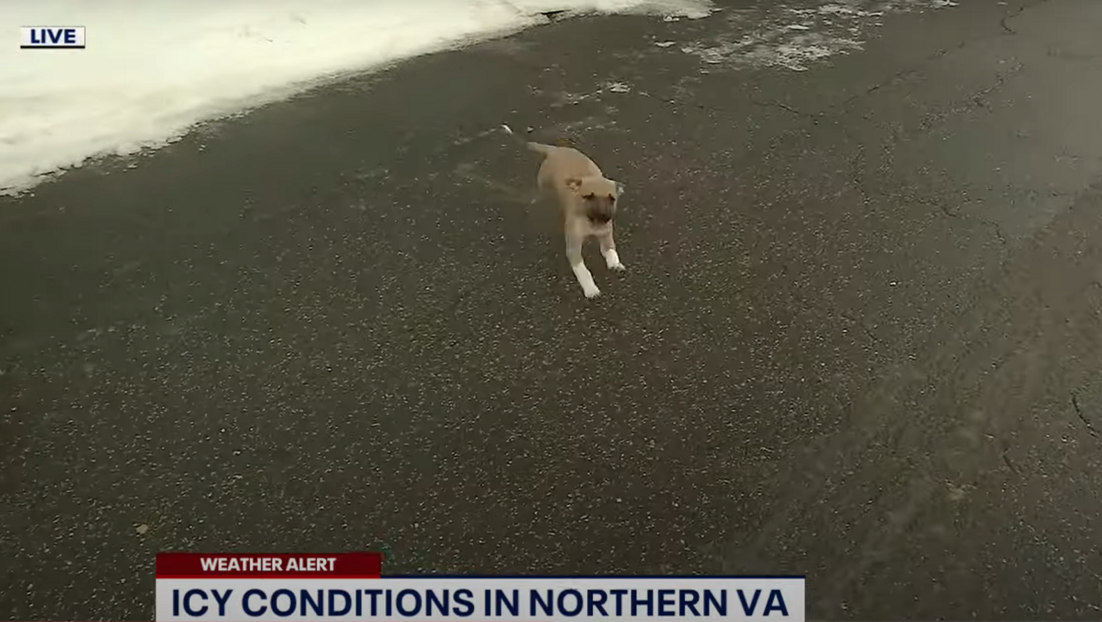 Random Puppy Adorably Interrupts Live TV News Segment - The Dodo