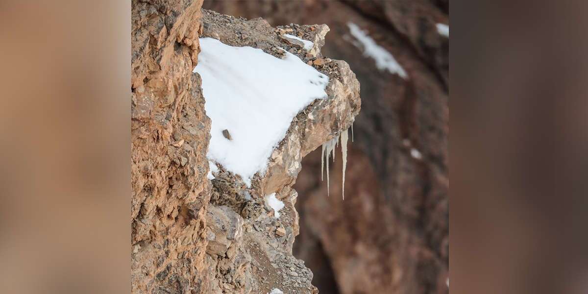 Can You Spot The Animals Hidden In These Photos? - The Dodo