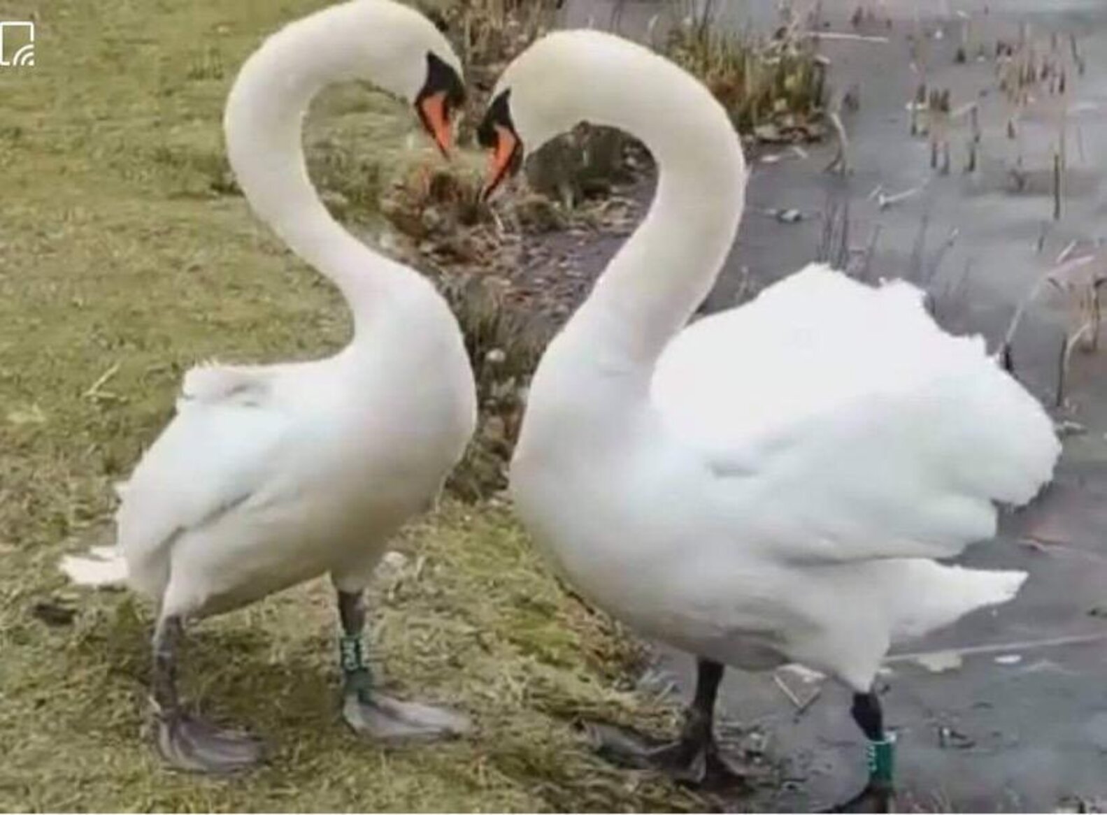 Swan Couple Are So Excited To Finally Be Reunited - The Dodo