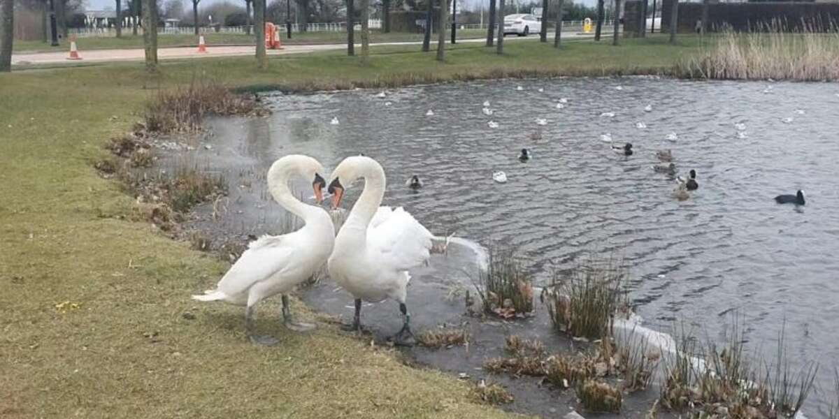 Swan Couple Are So Excited To Finally Be Reunited - The Dodo