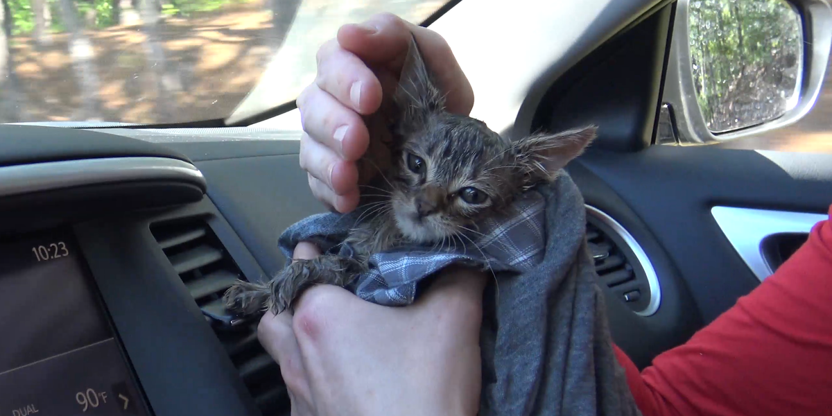 Tiny Kitten Rescued From Water Pipe Gets The Best Family - Videos - The ...