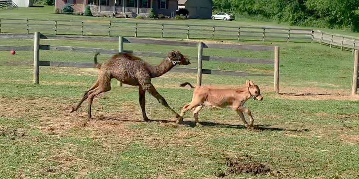 Rescue Camel Looking For A Friend Becomes BFFs With Baby Cow - Videos ...