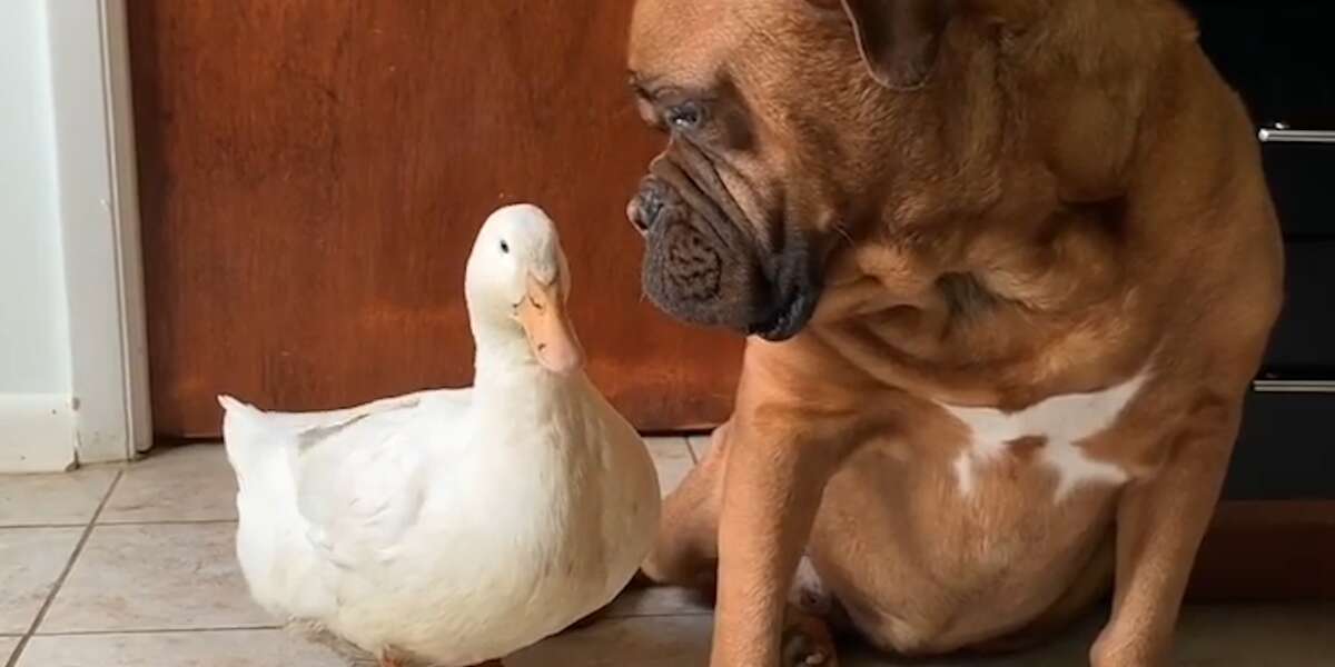 This Is The Happiest Duck In The World - Videos - The Dodo