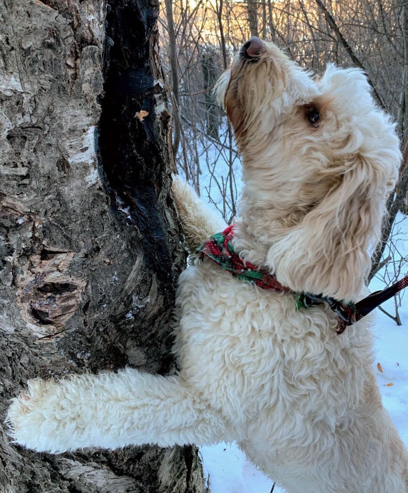 Dad Creates A 'Stick Library' For All The Dogs At The Local Park - The Dodo