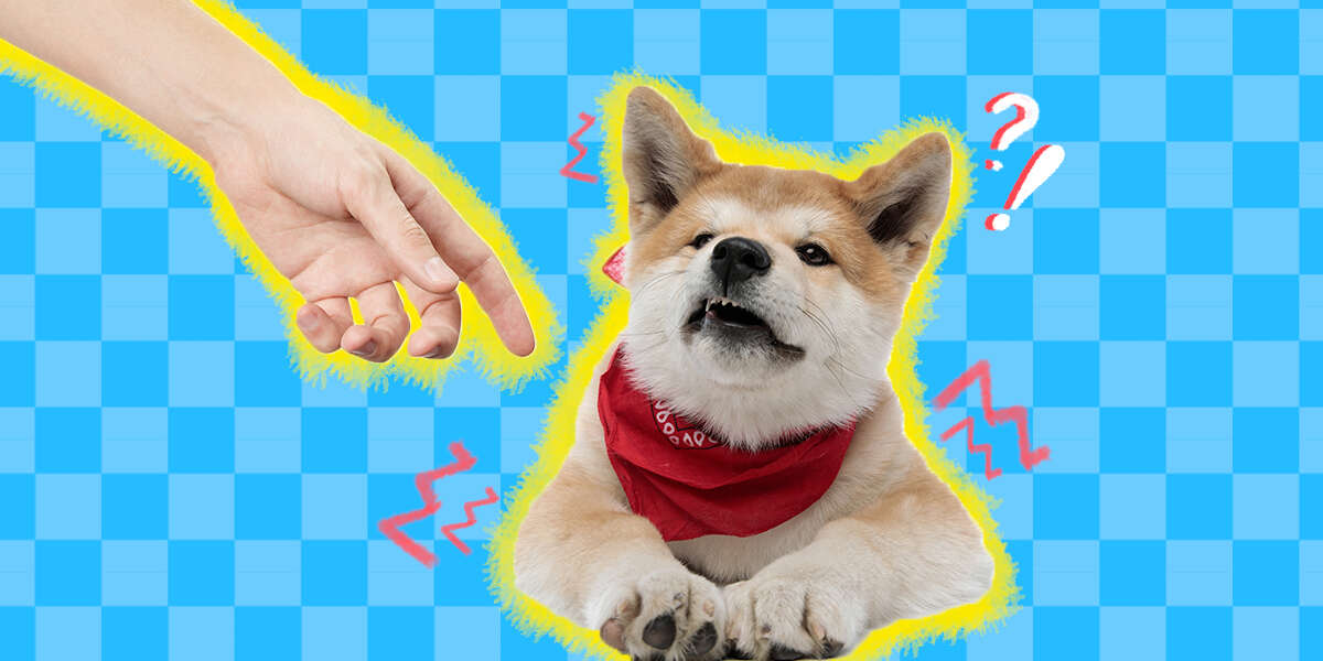 Why You Need To Let Your New Dog Decompress - DodoWell - The Dodo