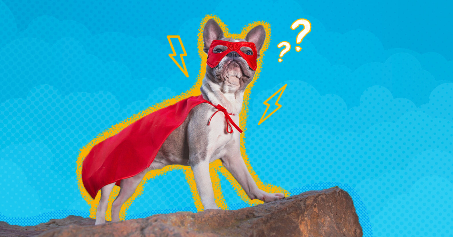 What Is A Rescue Dog? - DodoWell - The Dodo