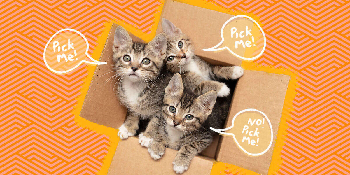 Everything You Need To Know About Kittens - DodoWell - The Dodo