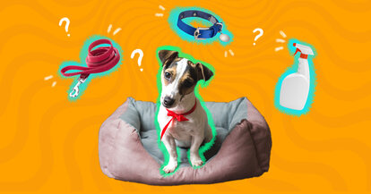 How To Prepare Home For New Rescue Dog - DodoWell - The Dodo