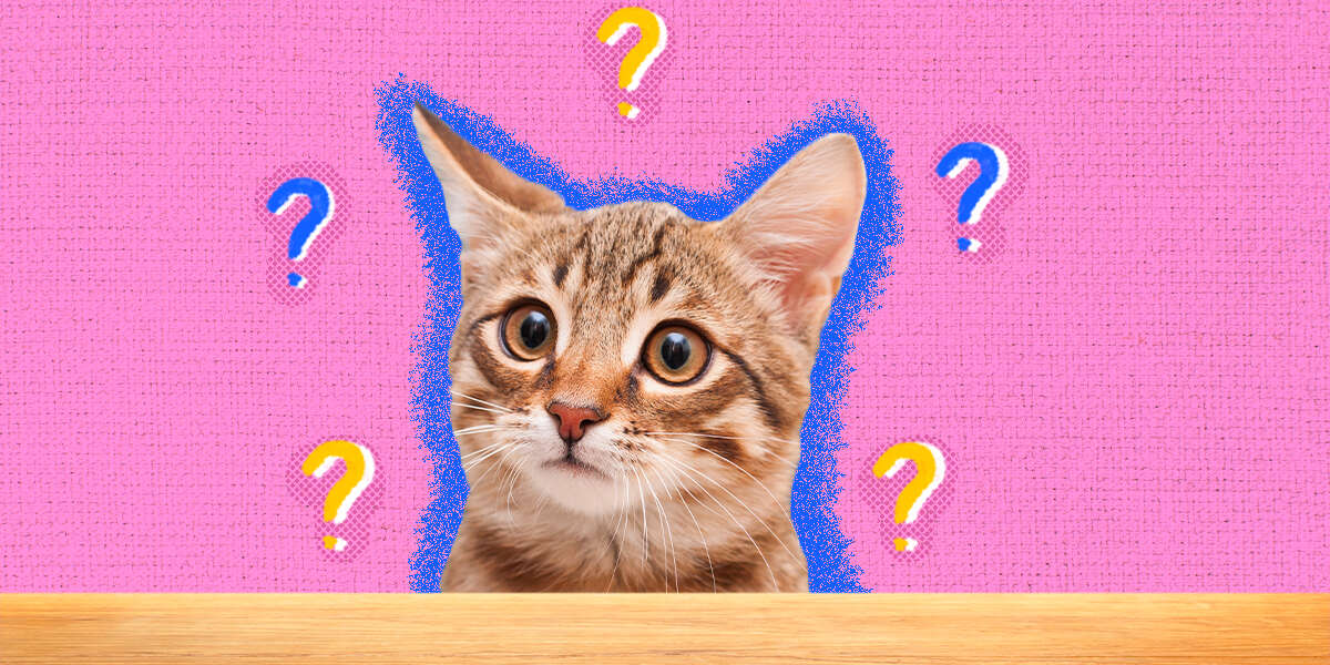 5 Questions To Ask When Adopting A Cat - DodoWell - The Dodo