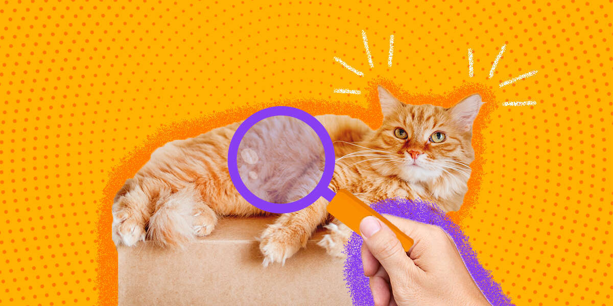 What To Look For When Adopting A Cat - DodoWell - The Dodo