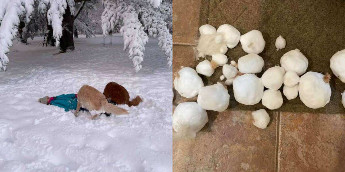 Dogs Play In Snow And End Up Covered In Snowballs - The Dodo