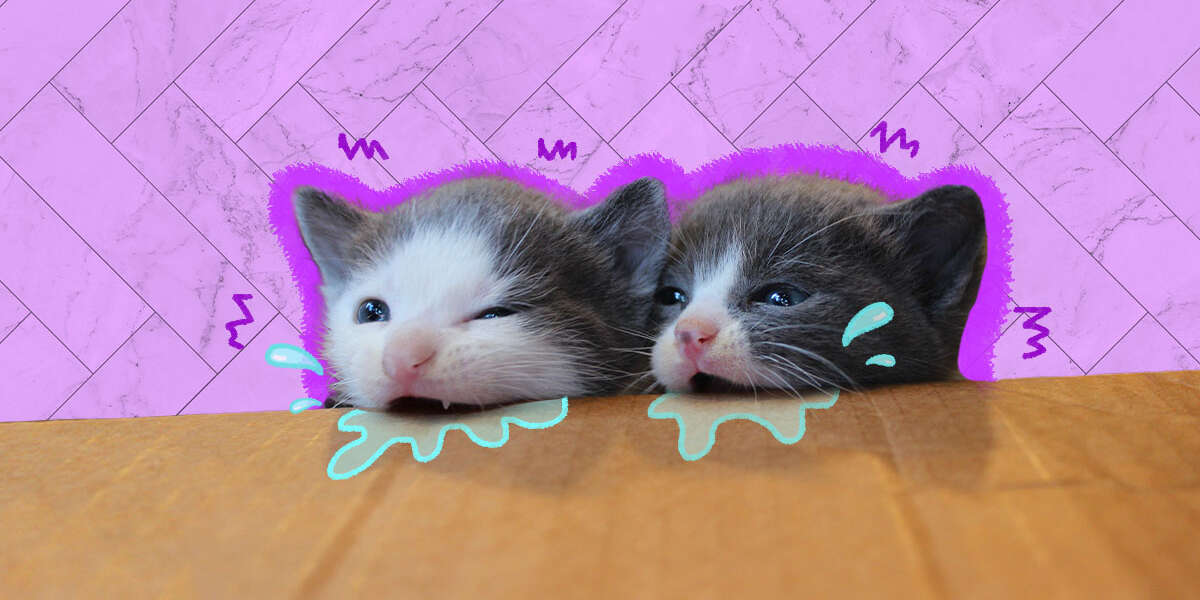 What You Need To Know About Kitten Teething - DodoWell - The Dodo