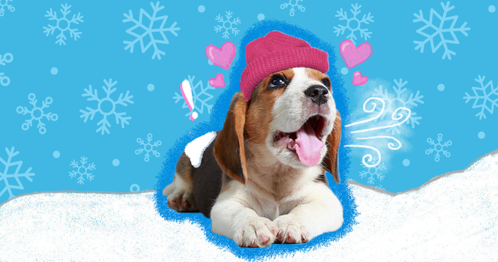 3 Winter Tips For Keeping Your Dog Healthy - DodoWell - The Dodo