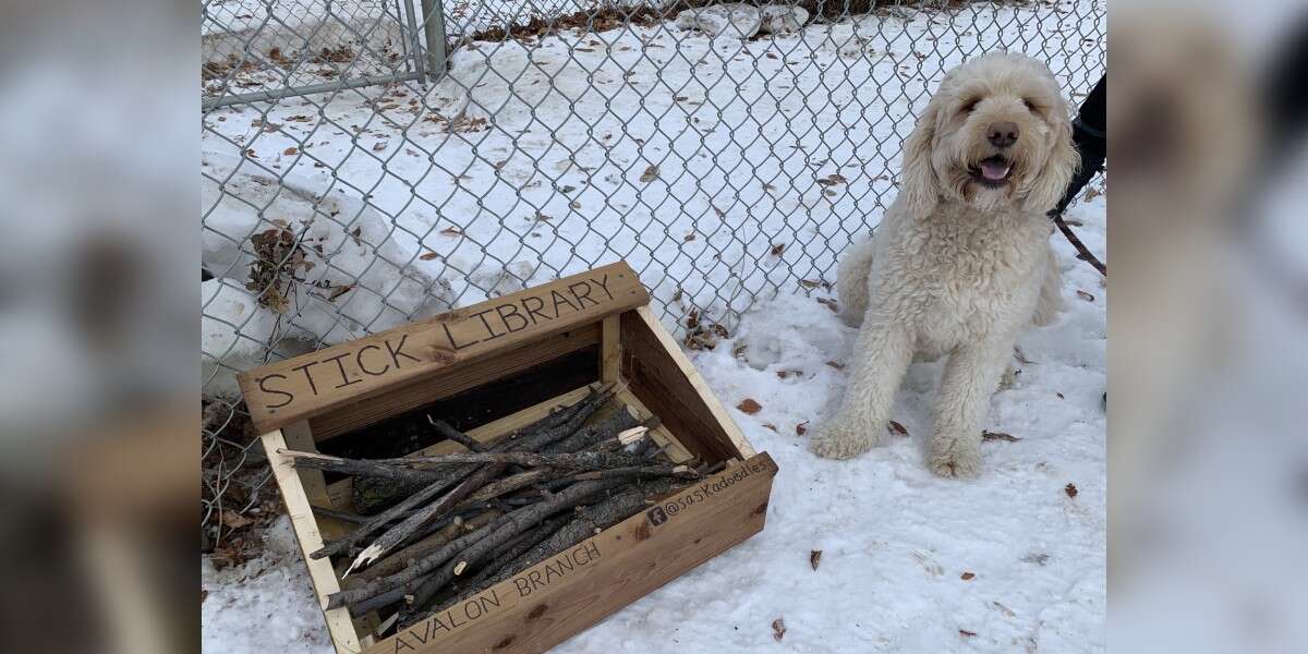 Dad Creates A 'Stick Library' For All The Dogs At The Local Park - The Dodo