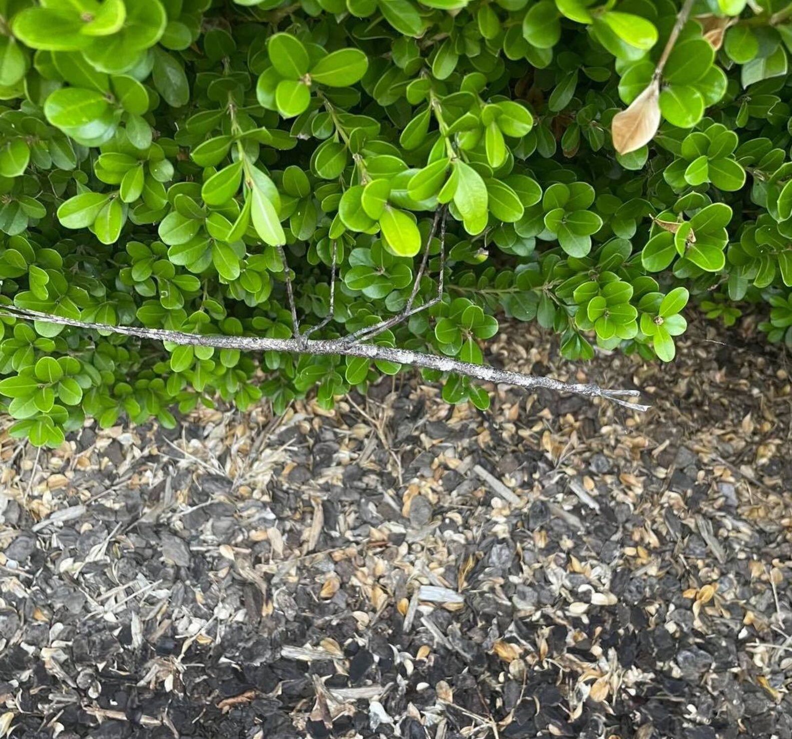 Woman Finds A Giant Stick Insect Hanging Out On Her Front Door - The Dodo