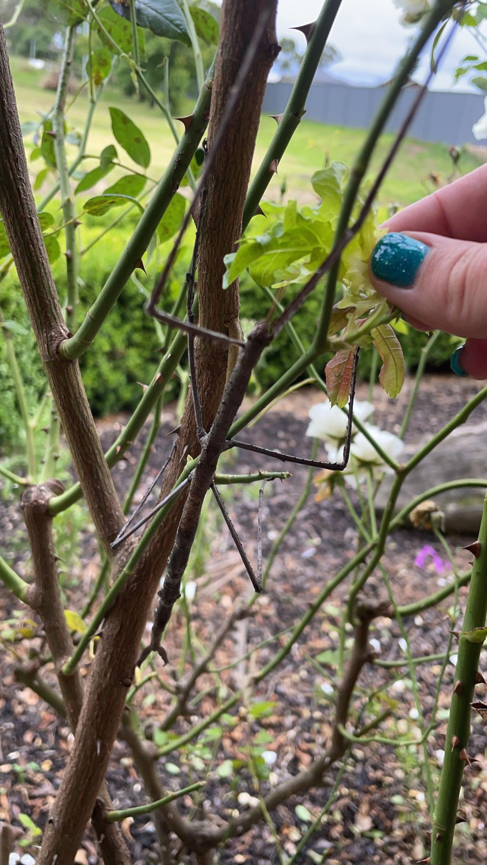 Woman Finds A Giant Stick Insect Hanging Out On Her Front Door - The Dodo
